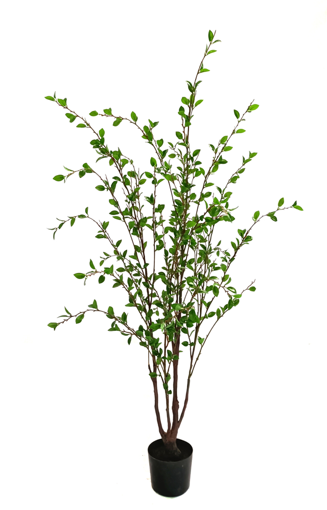 Small Leaves Tree Small Leaves Tree Products Small Leaves Tree small-leaves-tree-small-leaves-tree-products-small-leaves-tree